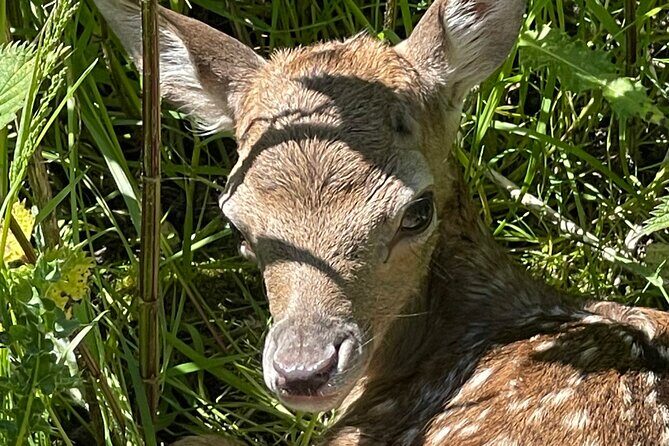 Private Deer Park Tour and Day Out in Leek - Exploring the Deer Park Tour Experience