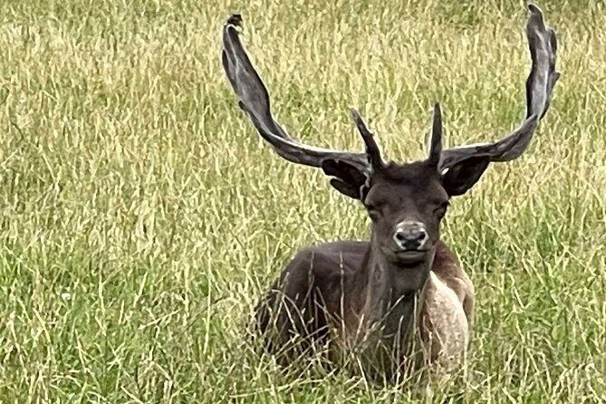 Private Deer Park Tour and Day Out in Leek - FAQ