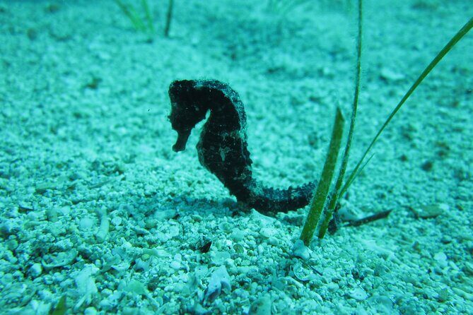 Private Discovery Dive + Photos & Videos - The Sum Up