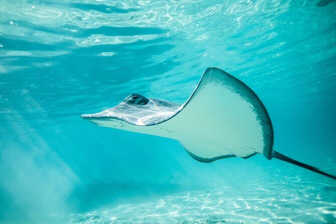 Private Discovery of the Marine Fauna of Moorea - Who Will Love This Experience?