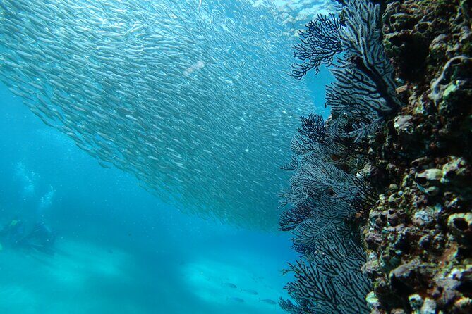 Private Dive Boat for Certified Divers - Cabo San Lucas - Who Is This Tour Best Suited For?