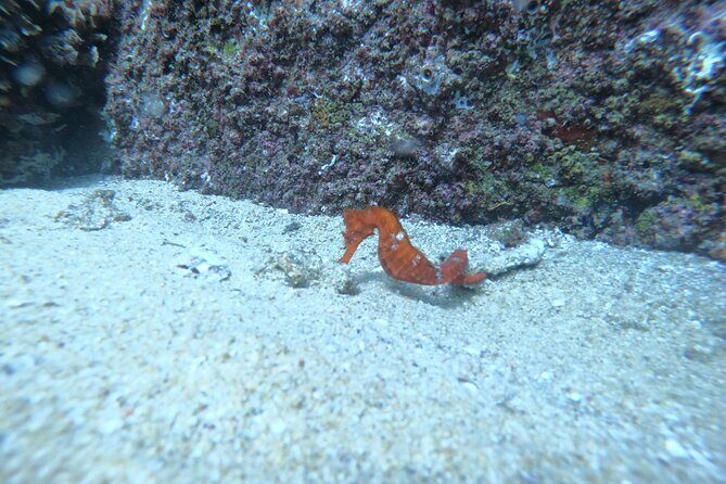 Private Dive Boat for Certified Divers - Cabo San Lucas - FAQ