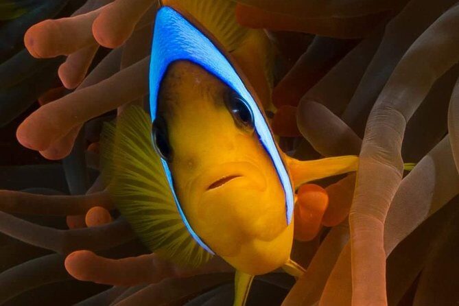 Private Diving at Zenobia Wreck in Larnaka - The Reviews: Authentic Experiences from Divers