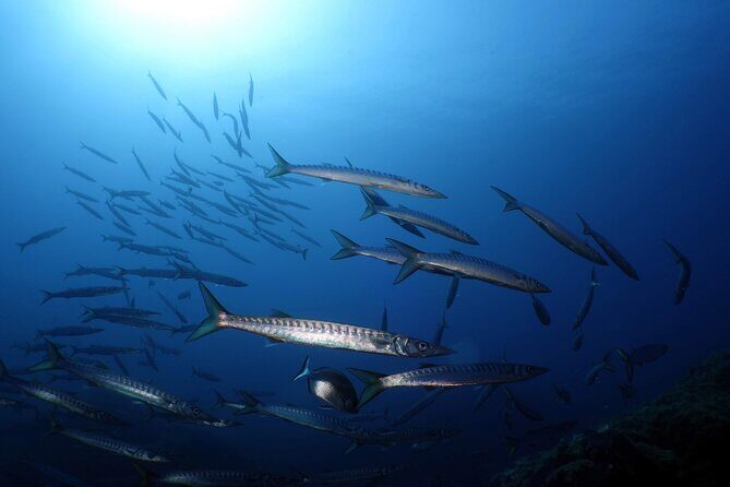 Private diving baptism in the Golf of Calvi - Key Points