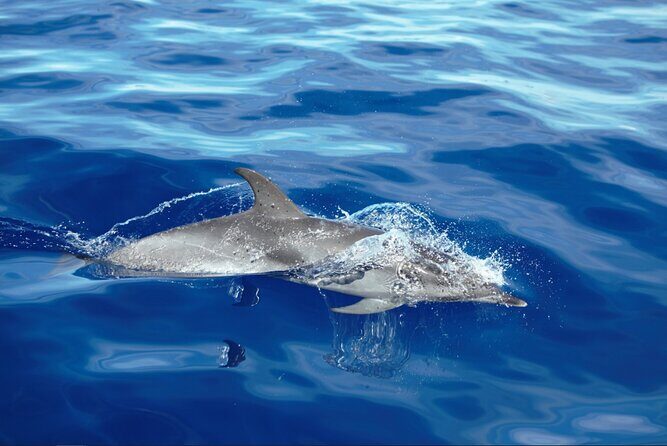 Private Dolphin and Whale Watching Tour in Madeira - The Experience: What to Expect