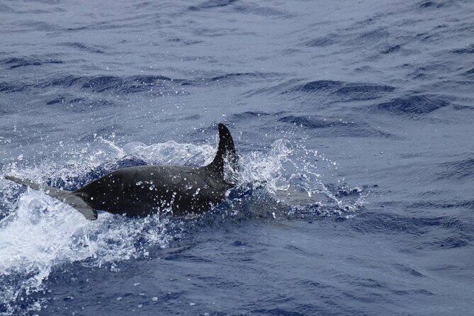 Private Dolphin and Whale Watching Tour in Madeira - What Makes This Tour Stand Out?