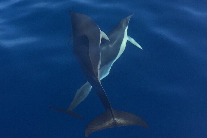 Private Dolphin and Whale Watching Tour in Madeira - Who Would Love This Tour?