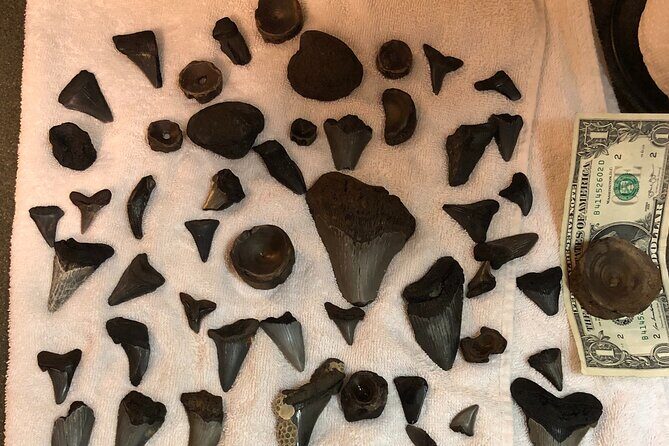 Private Dolphin, Lighthouse and Shelling Adventure (Folly Beach) - Discovering Folly Beach: An In-Depth Look at the Tour