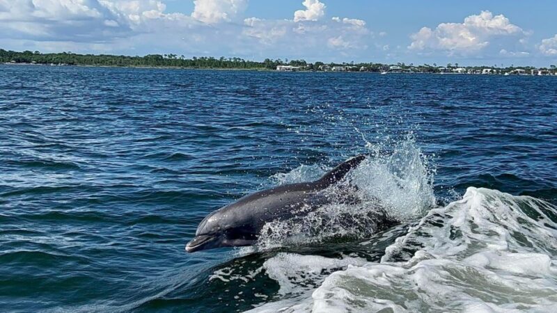 Private Dolphin Tour with Secluded Beach/Snorkel Stop - Who Should Book This Tour?