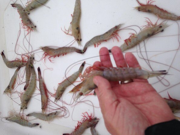 Private Dolphin Watch, Lighthouse and Ecological Boat Tours - A Closer Look at the Experience