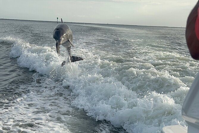 Private Dolphin Watching Beach Day Getaway - An In-Depth Look at the Tour Experience