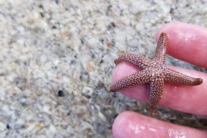 Private Dolphin Watching Beach Day Getaway - FAQ