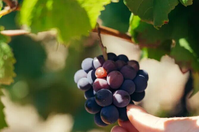 Private Double Wine Tasting Tour in Frascati - Exclusive - The Sum Up