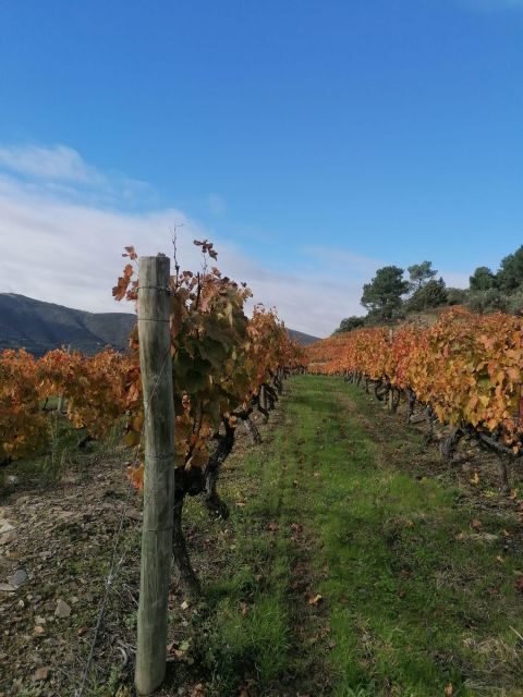 Private Douro Valley 4WD Tour with Wine Tasting and Picnic - FAQ
