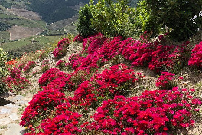 Private Douro Valley Tour Includes Wine Tasting and Boat Tour - Authentic Experiences and Highlights