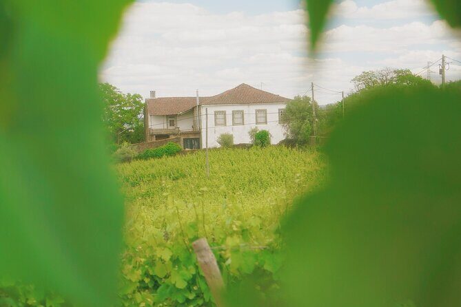 Private Douro Valley Tour with Lunch & Wines - The Value of the Tour