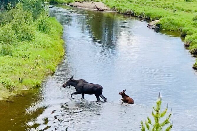 Private Driving Tour of the Rocky Mountain National Park - Key Points  
