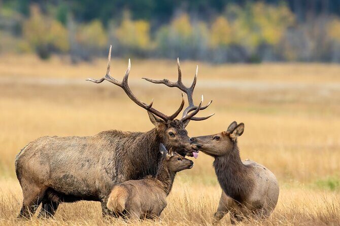 Private Driving Tour of the Rocky Mountain National Park - Duration and Group Size  