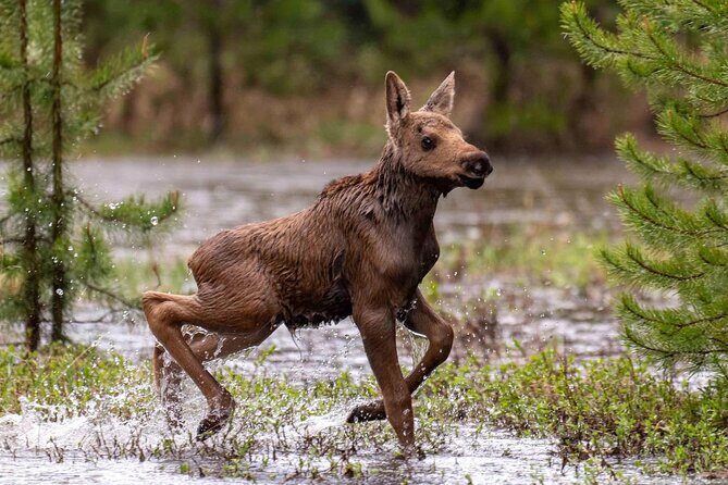 Private Driving Tour of the Rocky Mountain National Park - Private, Customizable Itinerary  