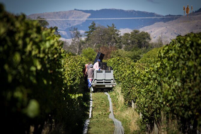 Private Driving Wine Tour (full day) in the Marlborough Region - Who Would Love This Tour?