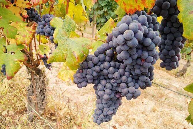 Private E-bike Tour " Langhe del Barbaresco " - Asphalt only - Why Choose This Tour?