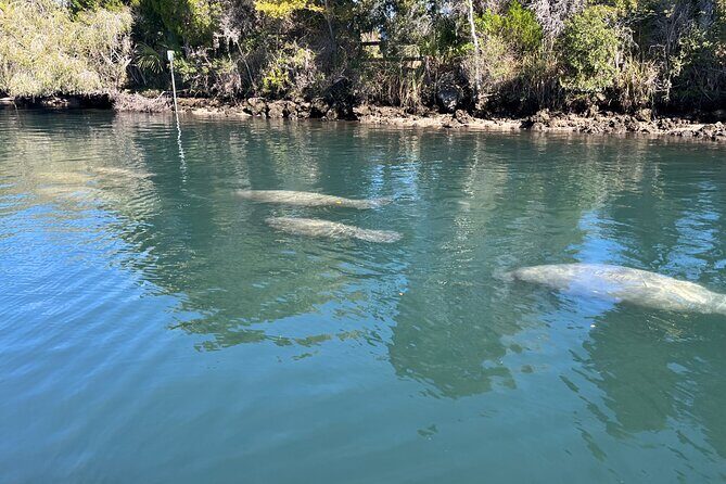 Private Eco Tour in Kings Bay Crystal River Florida - FAQs about the Kings Bay Eco Tour