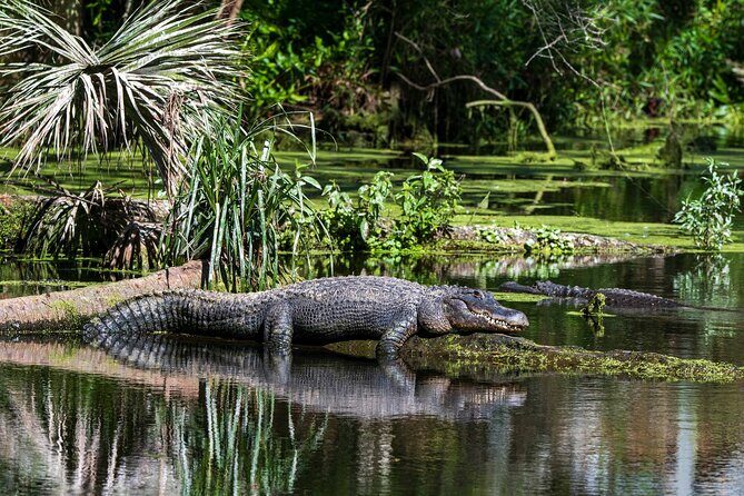 Private Everglades Eco Adventure: Airboats, Gators & Wild Florida - Introduction: An Insider’s Look at the Private Everglades Eco Adventure
