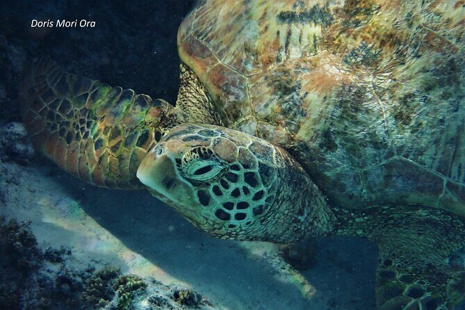 Private excursion Half day Moorea Discovery of the lagoon - Who Is This Tour Best For?