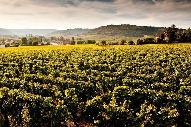 Private excursion to Côte de Beaune and Côte de Nuits (full day) - In-Depth Review of the Burgundy Private Wine Tour