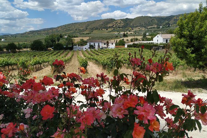 Private Excursion to Ronda from Costa del Sol 7 Hours - An In-Depth Look at the Ronda Private Tour