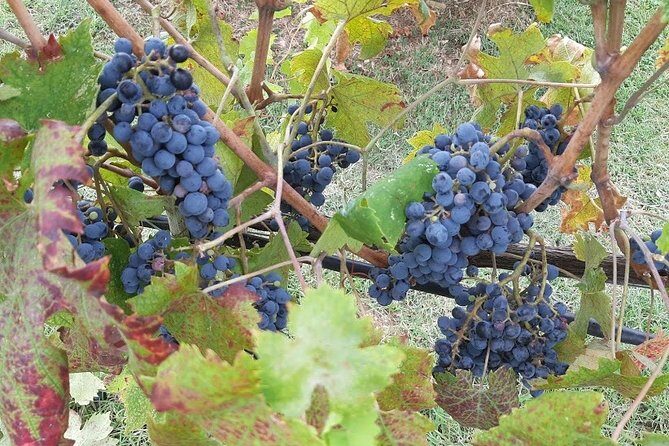 PRIVATE EXCURSION: Volterra & San Gimignano + wine tastings (from Livorno Port) - An In-Depth Look at the Itinerary