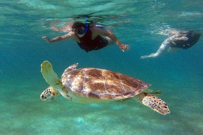 Private Experience: Akumal sea turtles encounter and Yal-kú lagoon colorfull fish snorkel. - Frequently Asked Questions