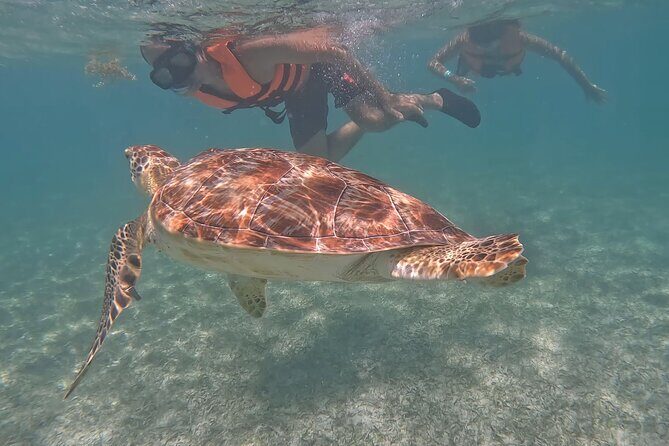 Private Experience in Akumal with Snorkeling - What is this tour all about?