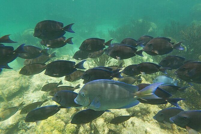 Private Experience in Akumal with Snorkeling - Meeting points and timings