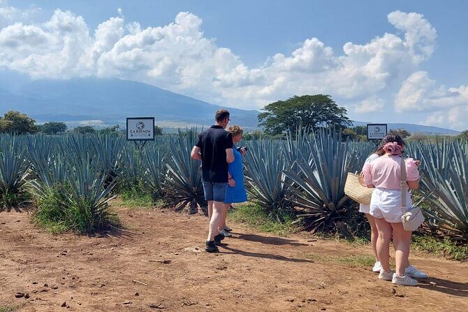 Private Experience of Tequila Town from Jalisco - Who Is This Tour Perfect For?