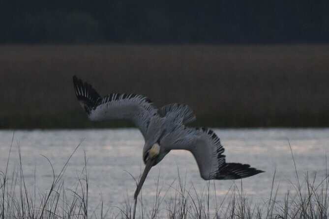 Private Folly River Sunset Dolphin Cruise - Practical Details: Transport, Cost, and Booking  