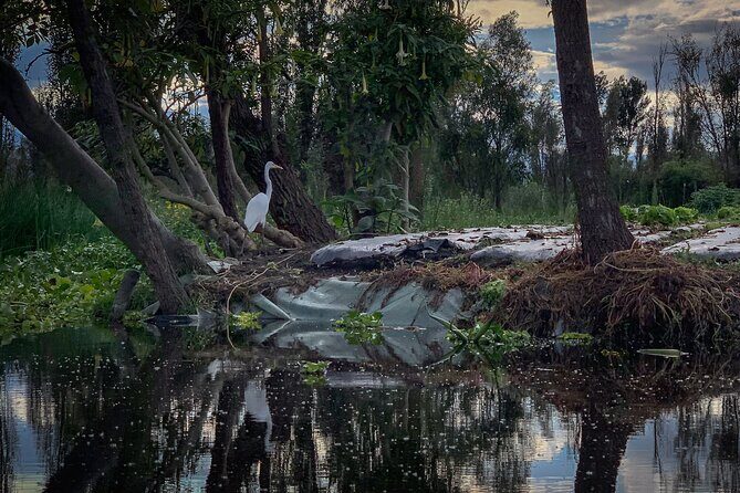 Private Food Tasting and Filmmaking Tour in Mexico City - The Sum Up