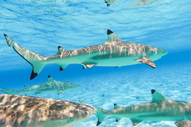 Private Full-Day Lagoon Adventure in Bora Bora with BBQ Lunch - Why Travelers Keep Coming Back