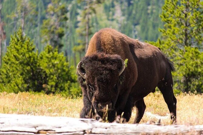 Private Full Day Luxury Tour at Yellowstone Park - An In-Depth Look at the Yellowstone Private Luxury Tour