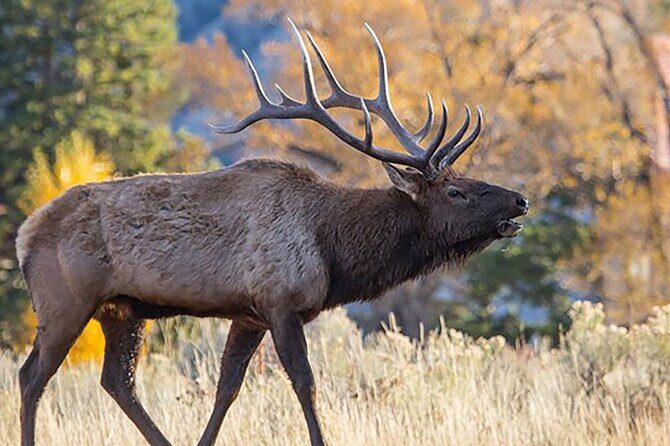 Private Full Day Luxury Tour at Yellowstone Park - Who Should Consider This Tour?