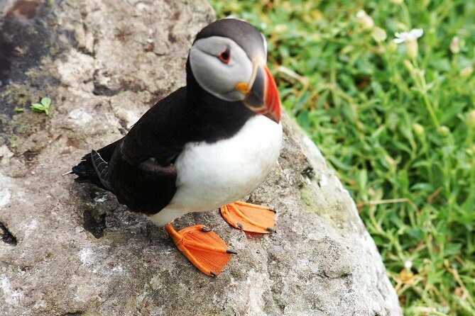 Private Full Day Tour From Killarney - Ring of Kerry/Skellig - An Overview of the Tour Experience