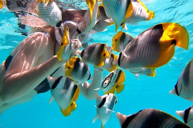 PRIVATE Full Day Tour : Moorea Snorkeling & Sailing on a Catamaran named Taboo - The Value of a Private Tour