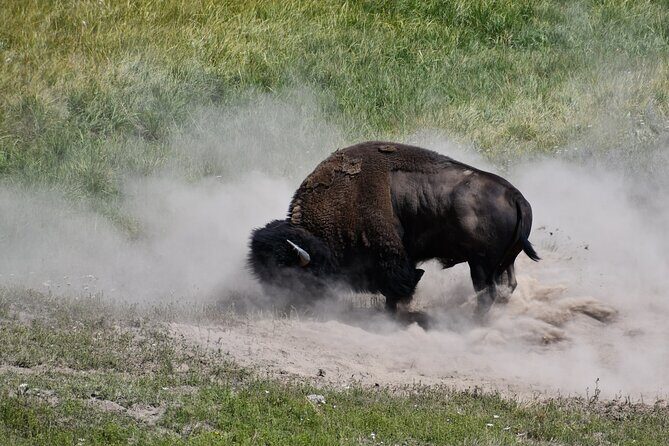 Private Full Day Tour of Yellowstone's Natural Wonders - The Highlights: What Will You Likely See?