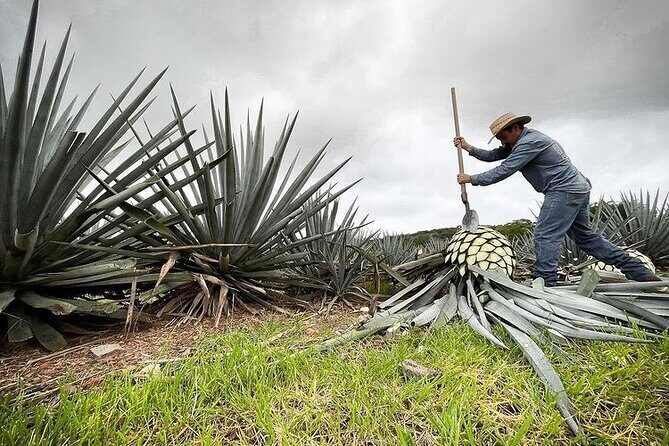 Private Full-Day Tour to Tequila Pueblo Magico - Transport and Duration: What It Means for You
