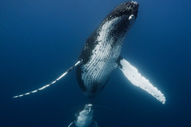 Private full day whale watching tour with lunch - Key Points