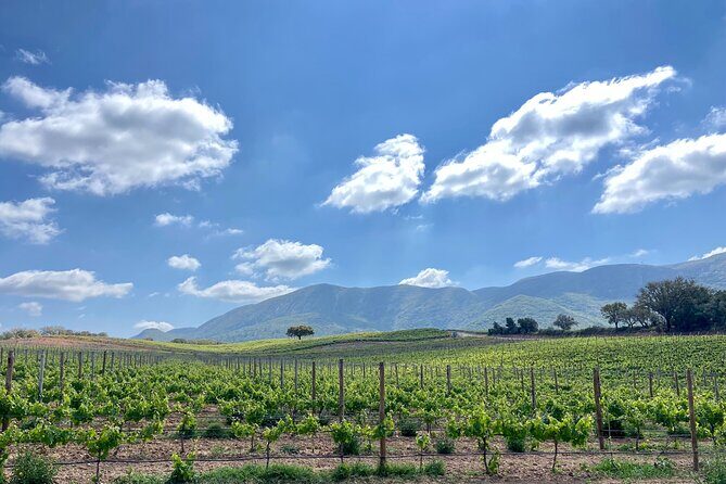 Private Full-Day Wine Tour from Lisbon with Tastings - Final Thoughts