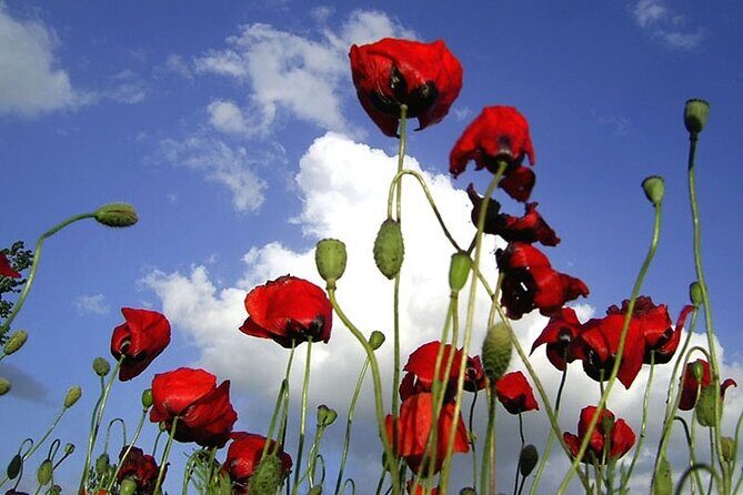 Private Gallipoli Full-Day Trip from Istanbul - The Itinerary Breakdown