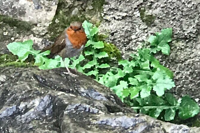 Private Garden of Ireland Wicklow Tour from Dublin - The Sum Up