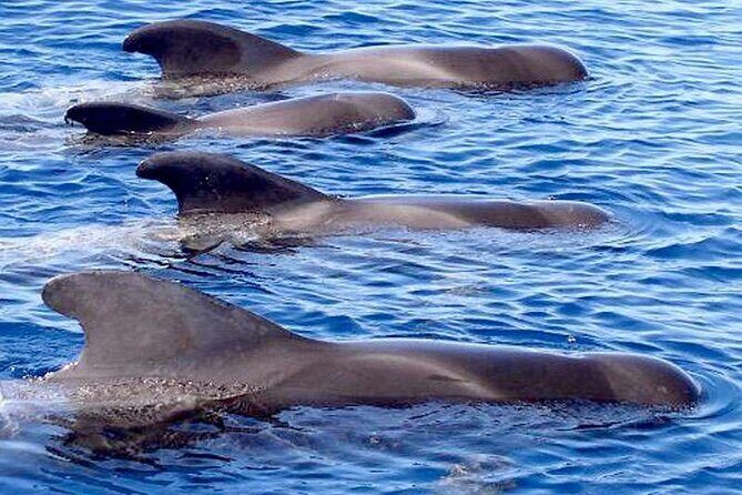 Private Glamorous Speedboat in Tenerife with Snacks & Drinks - Authentic Experiences From Reviewers