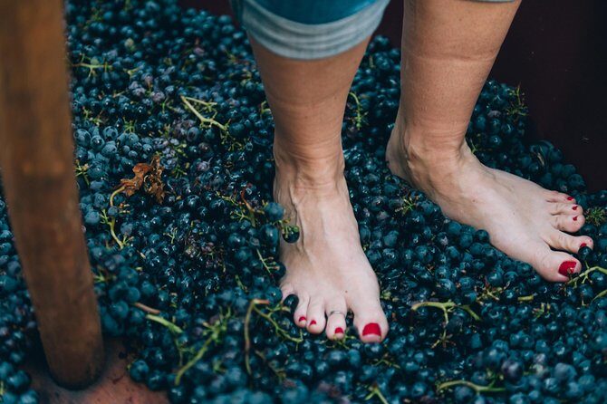Private Grape stomping at Chianti Farmhouse - The Sum Up